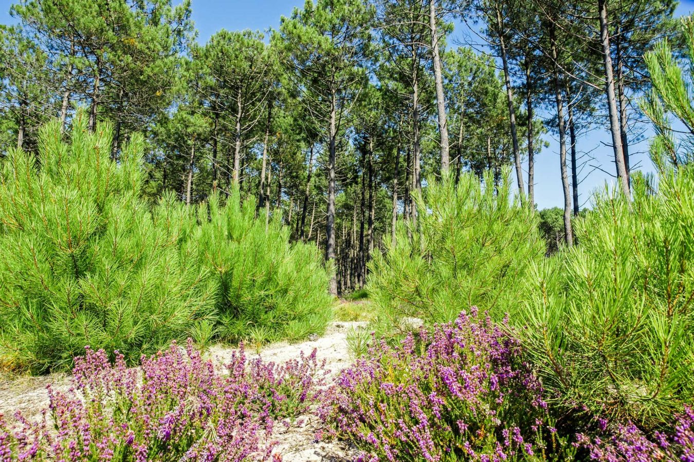 Découvrez Dax dans les Landes - Tourisme Dax (Landes)