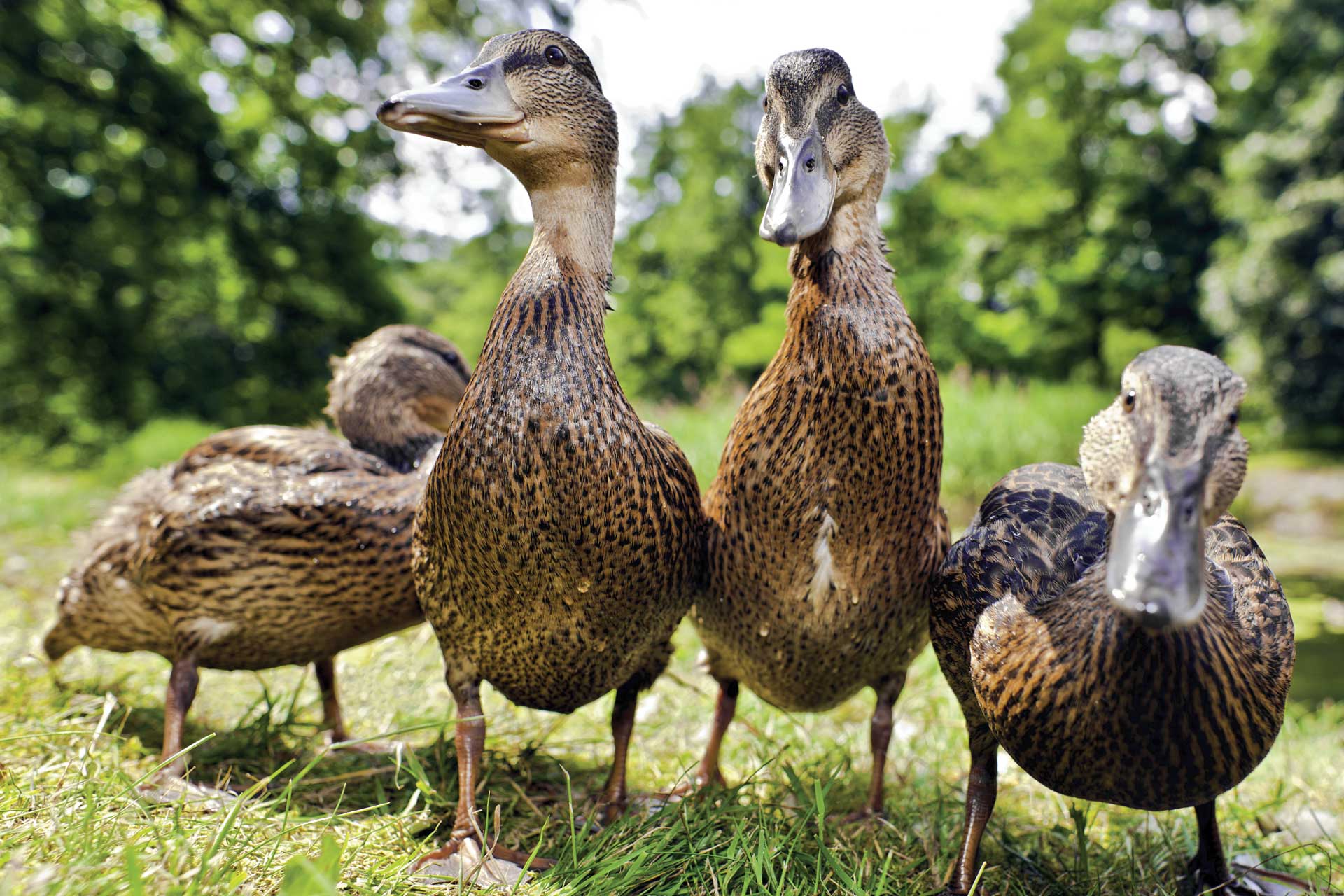 Visites à la ferme à Dax et ses alentours dans les Landes - Tourisme Dax
